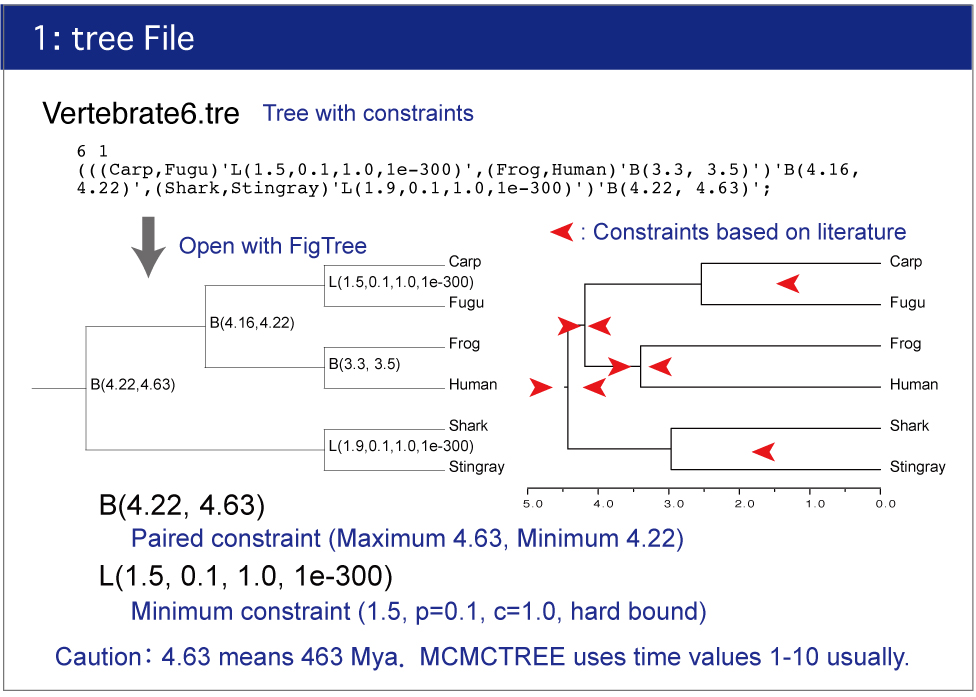 MCMCTREE-Easy Example